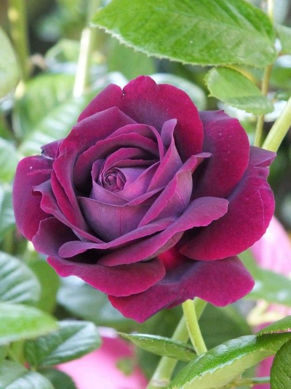 images roses roses - Page 2 images roses roses - Page 2